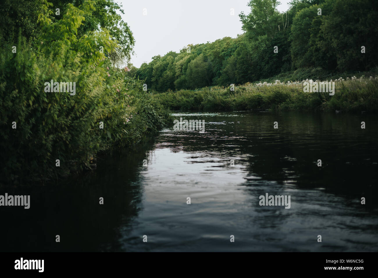 Riverside vegetation hi-res stock photography and images - Alamy