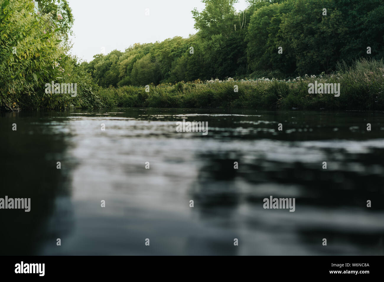 Riverside vegetation hi-res stock photography and images - Alamy