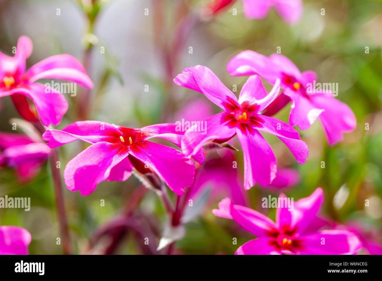 White gillyflower hi-res stock photography and images - Alamy