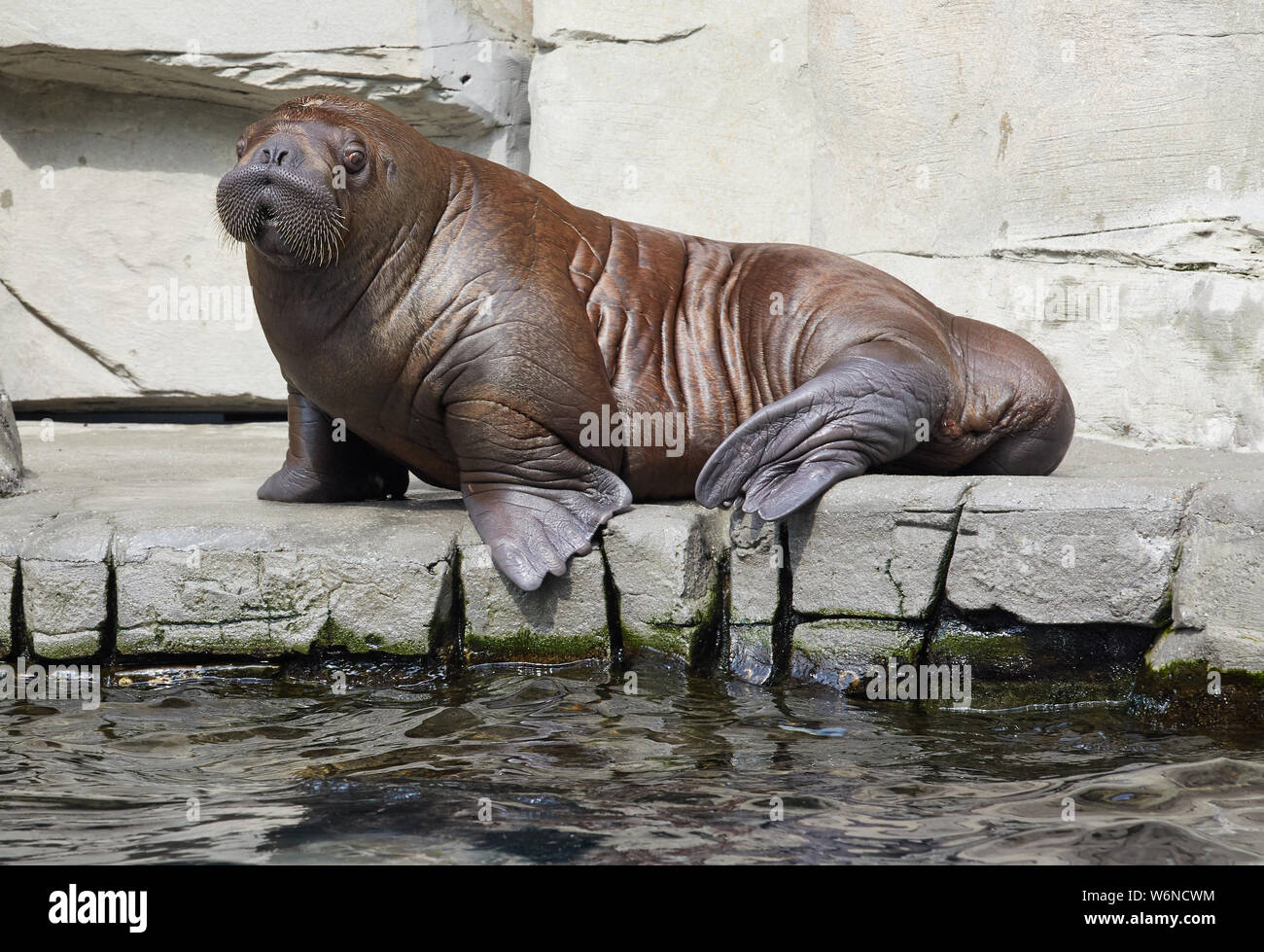 Baby Walrus