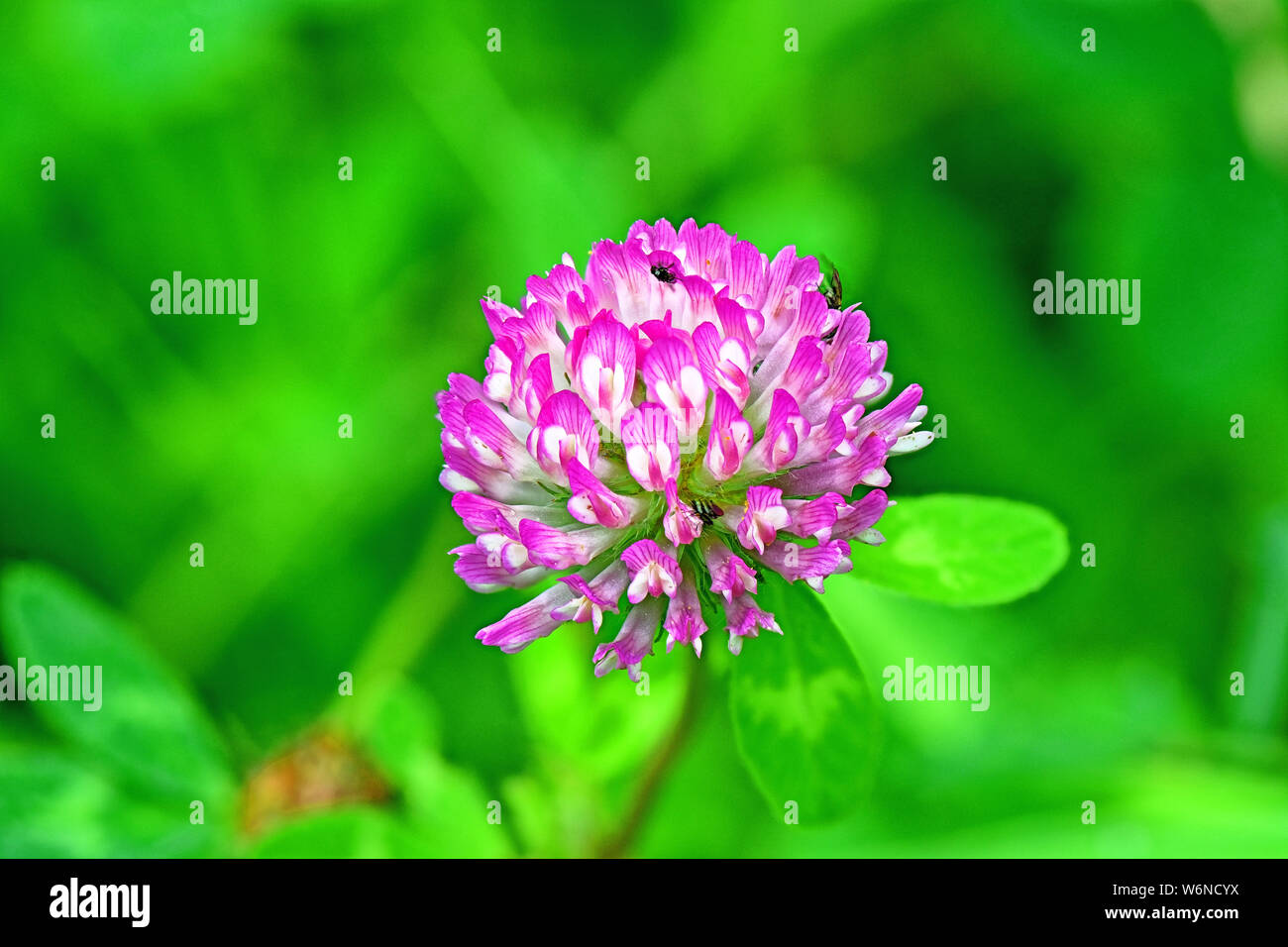 Fancy insects hi-res stock photography and images - Alamy