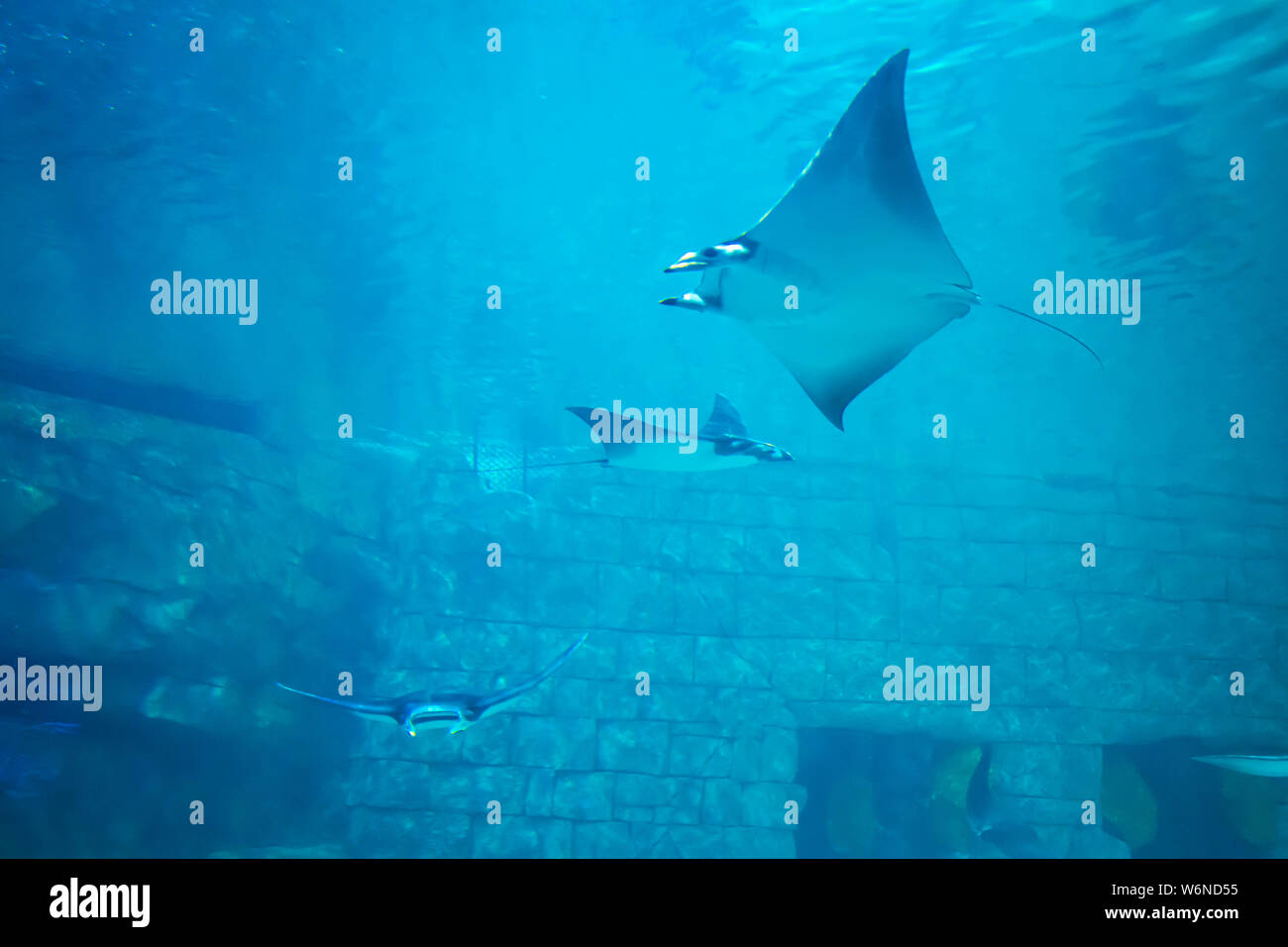 Orlando, Florida. July 25, 2019. Manta ray in Aquarium at Seaworld ...