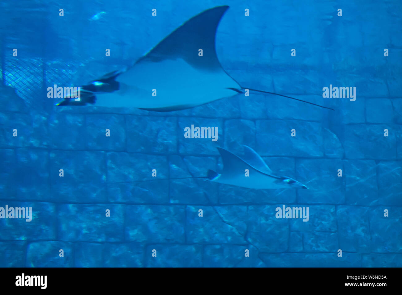 Orlando, Florida. July 25, 2019. Manta ray in Aquarium at Seaworld ...