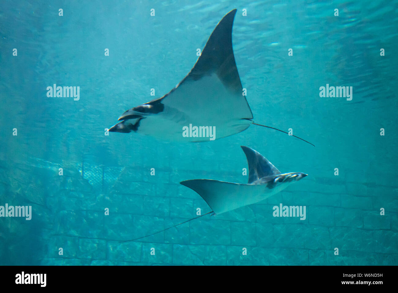 Orlando, Florida. July 25, 2019. Manta ray in Aquarium at Seaworld ...