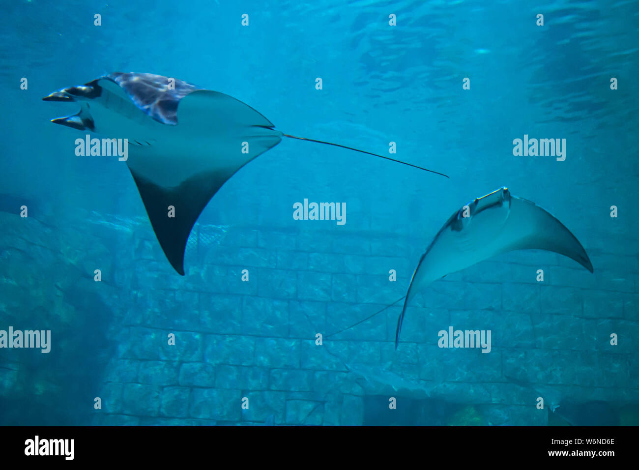 Orlando, Florida. July 25, 2019. Manta ray in Aquarium at Seaworld ...