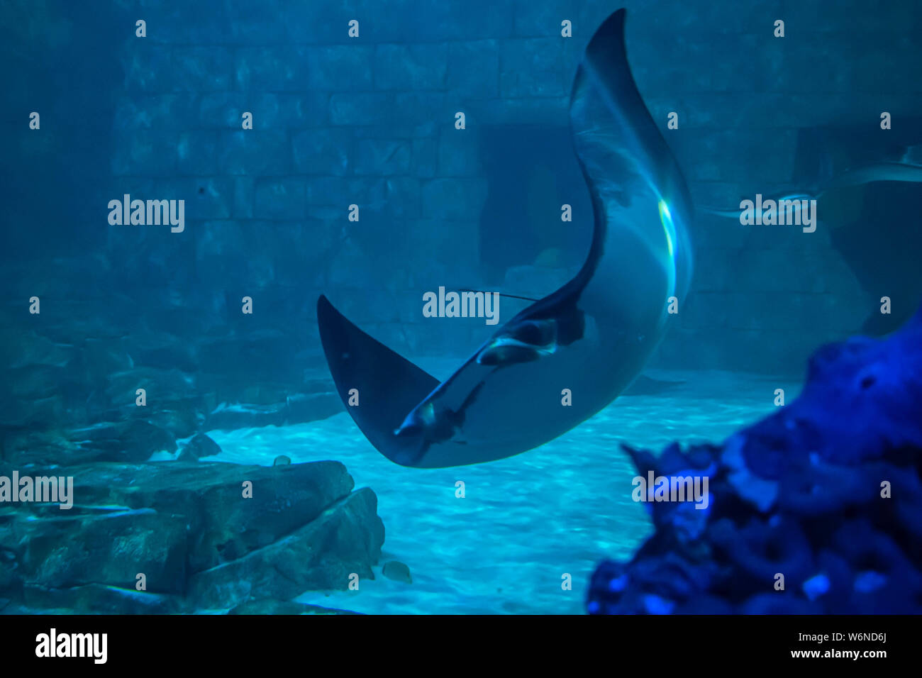 Orlando, Florida. July 25, 2019. Manta ray in Aquarium at Seaworld ...