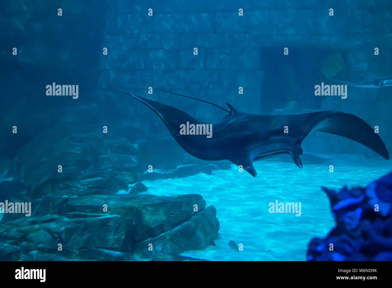 Orlando, Florida. July 25, 2019. Manta ray in Aquarium at Seaworld ...
