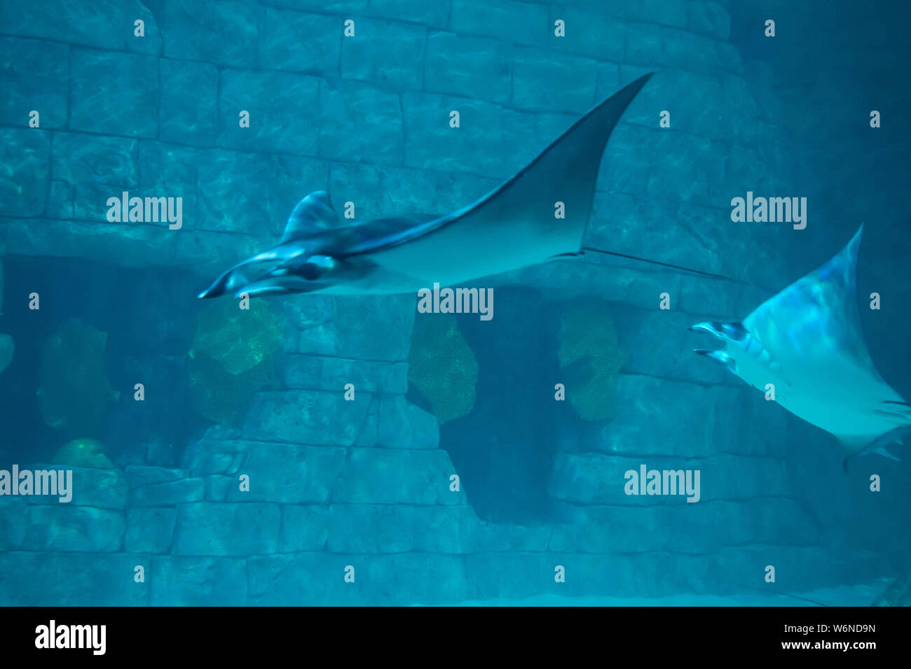 Orlando, Florida. July 25, 2019. Manta ray in Aquarium at Seaworld ...