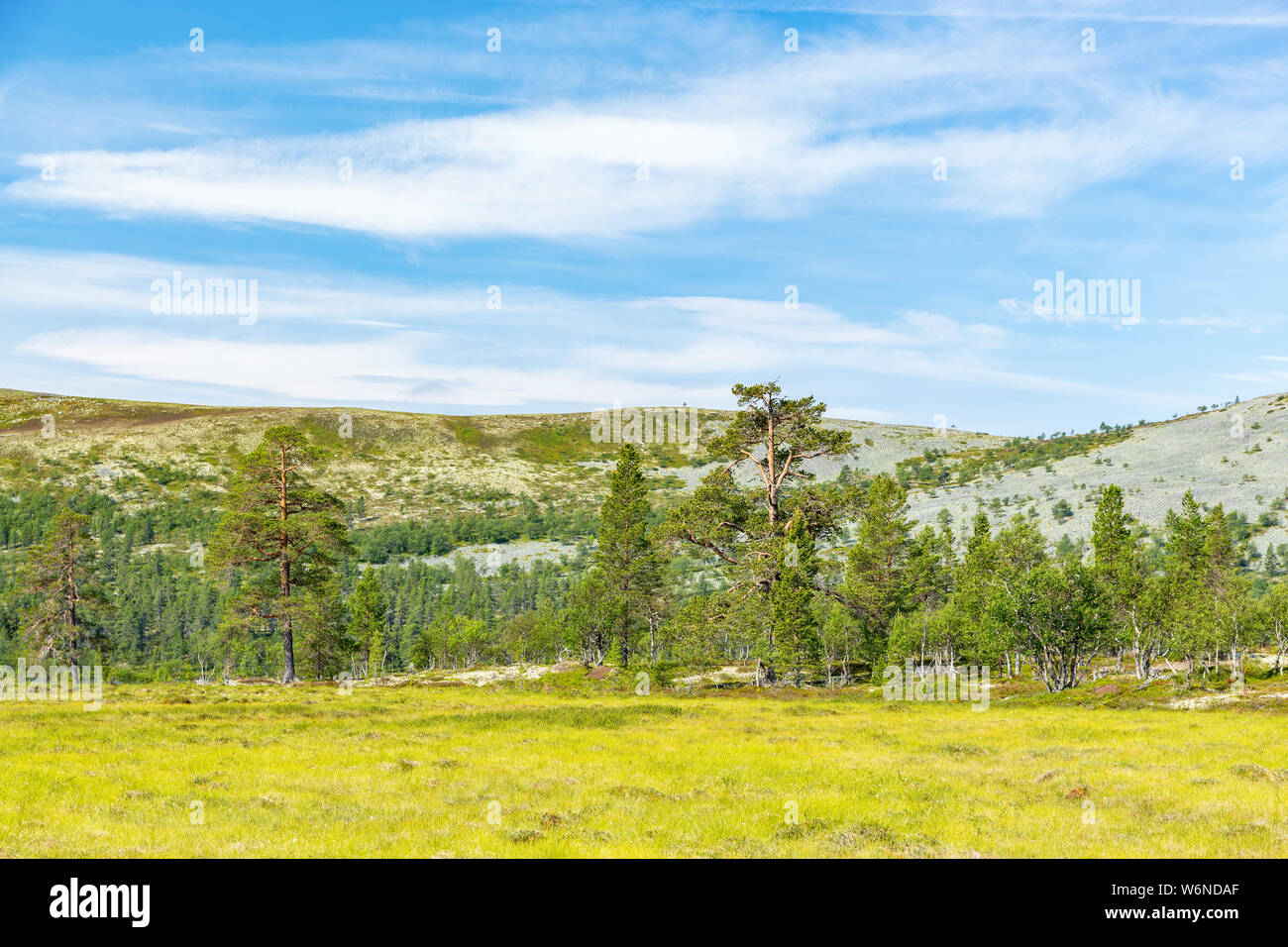 Old pine trees at a mountain on the tundra Stock Photo - Alamy