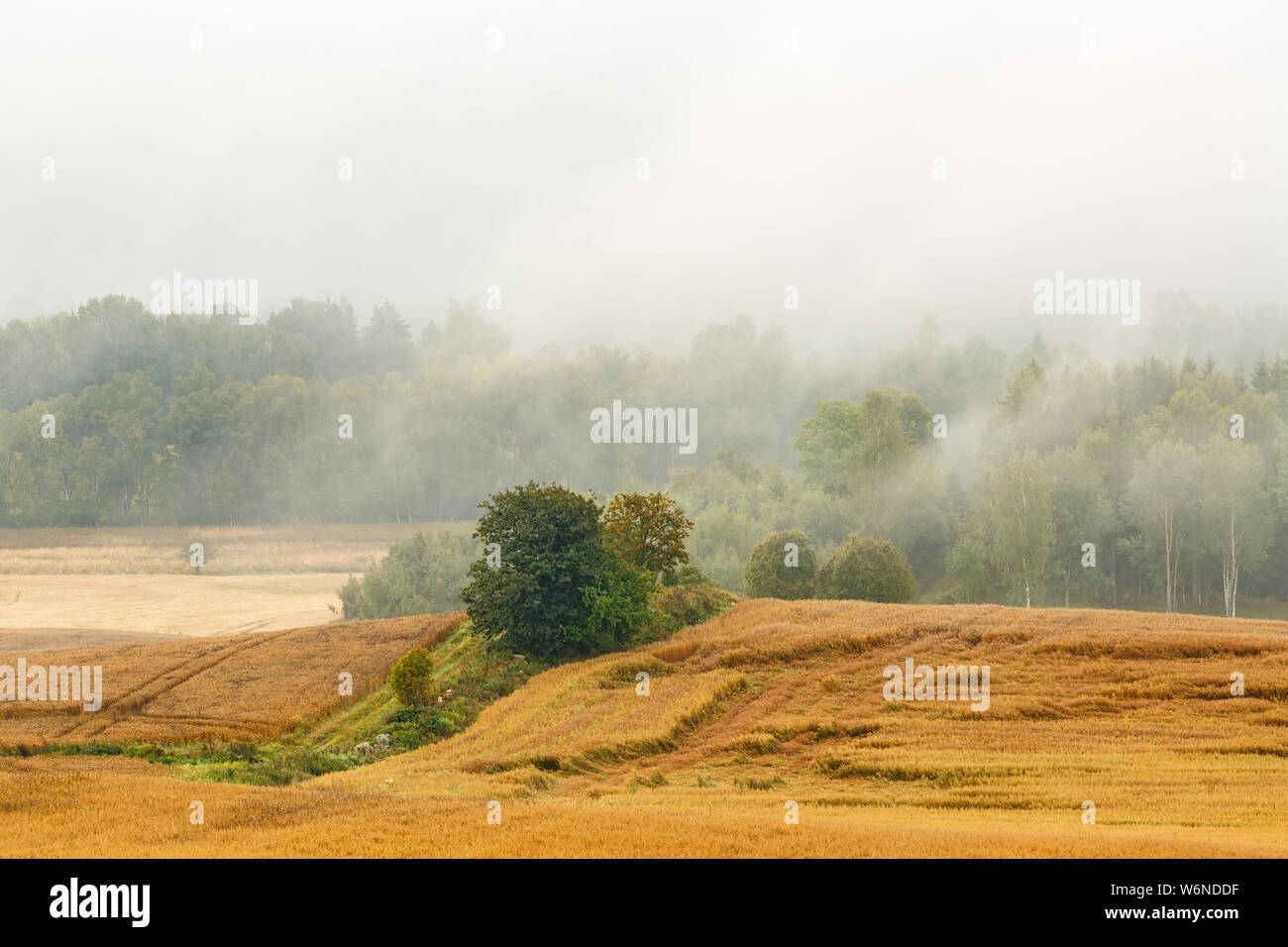 Rolling cornfields with fog in the forest Stock Photo - Alamy