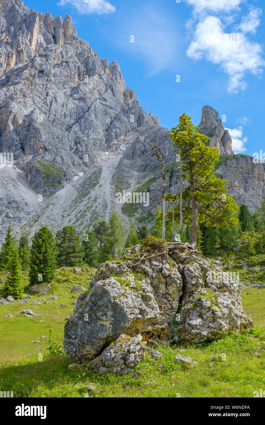 Old pine forest steep rocky hi-res stock photography and images - Alamy