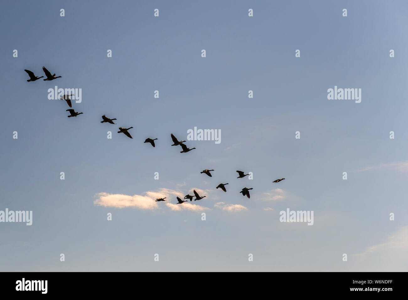 Geese flying in the sky hi-res stock photography and images - Alamy