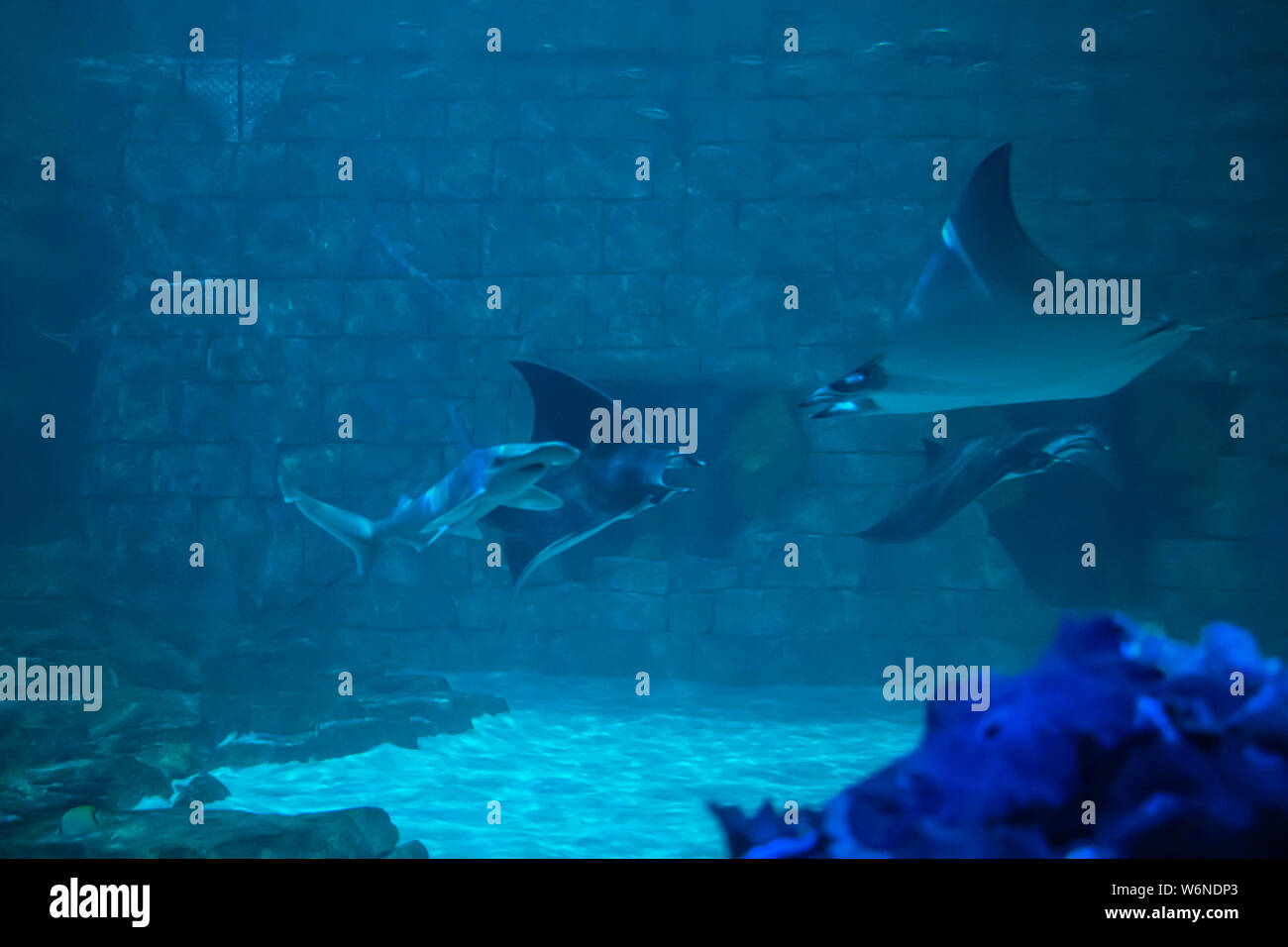 Orlando, Florida. July 25, 2019. Manta rays and sharks in Aquarium at ...