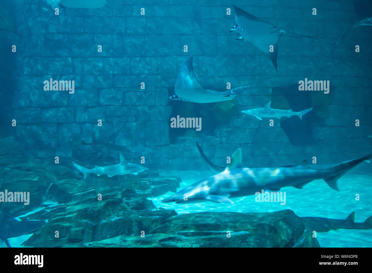 Orlando, Florida. July 25, 2019. Manta rays and sharks in Aquarium at ...