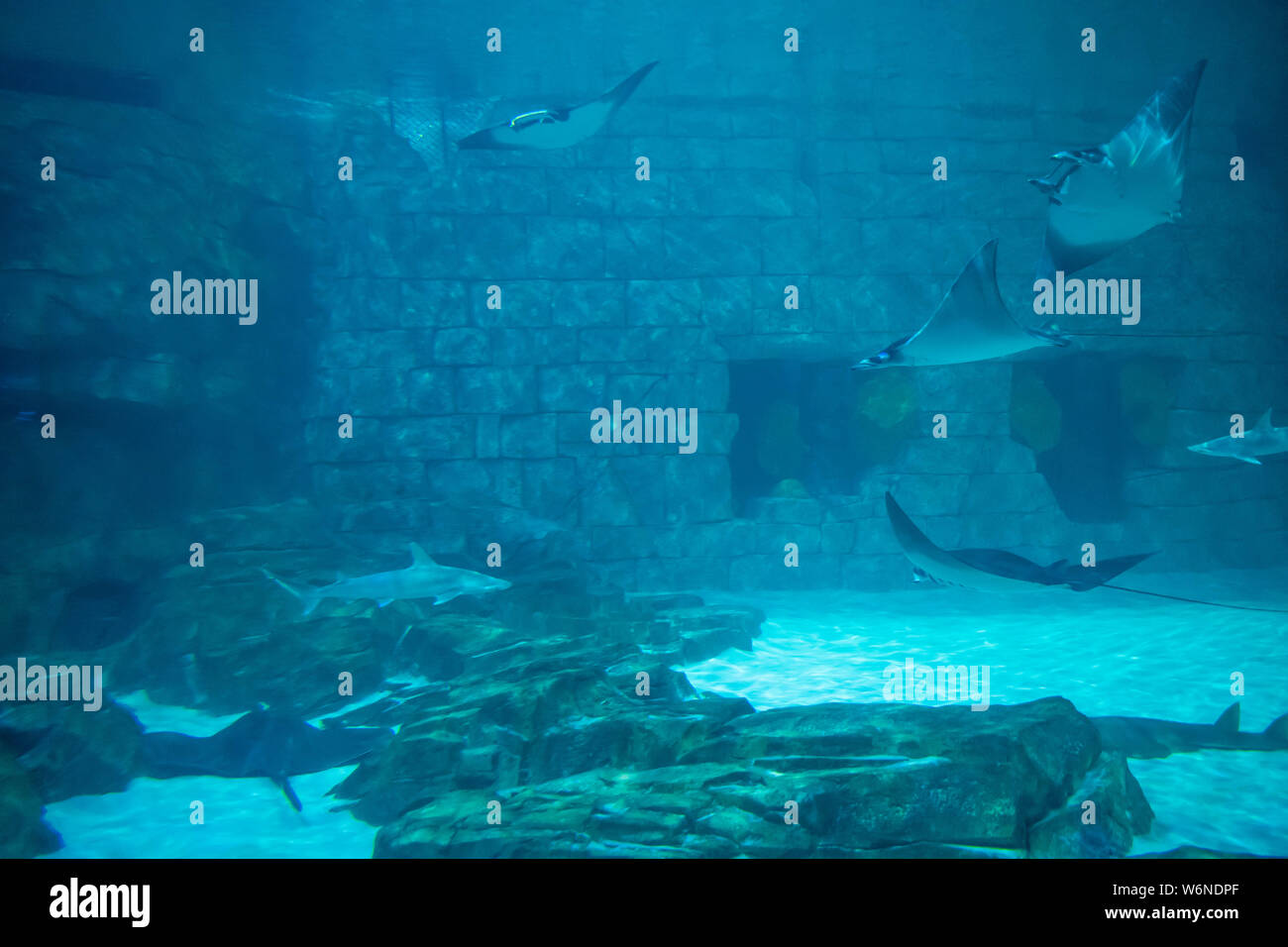 Orlando, Florida. July 25, 2019. Manta ray in Aquarium at Seaworld ...