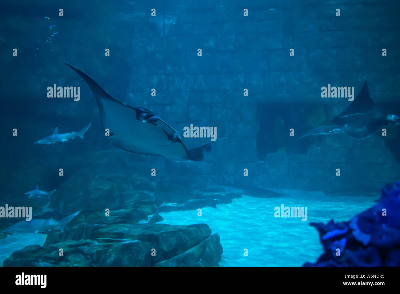 Orlando, Florida. July 25, 2019. Manta rays and sharks in Aquarium at ...