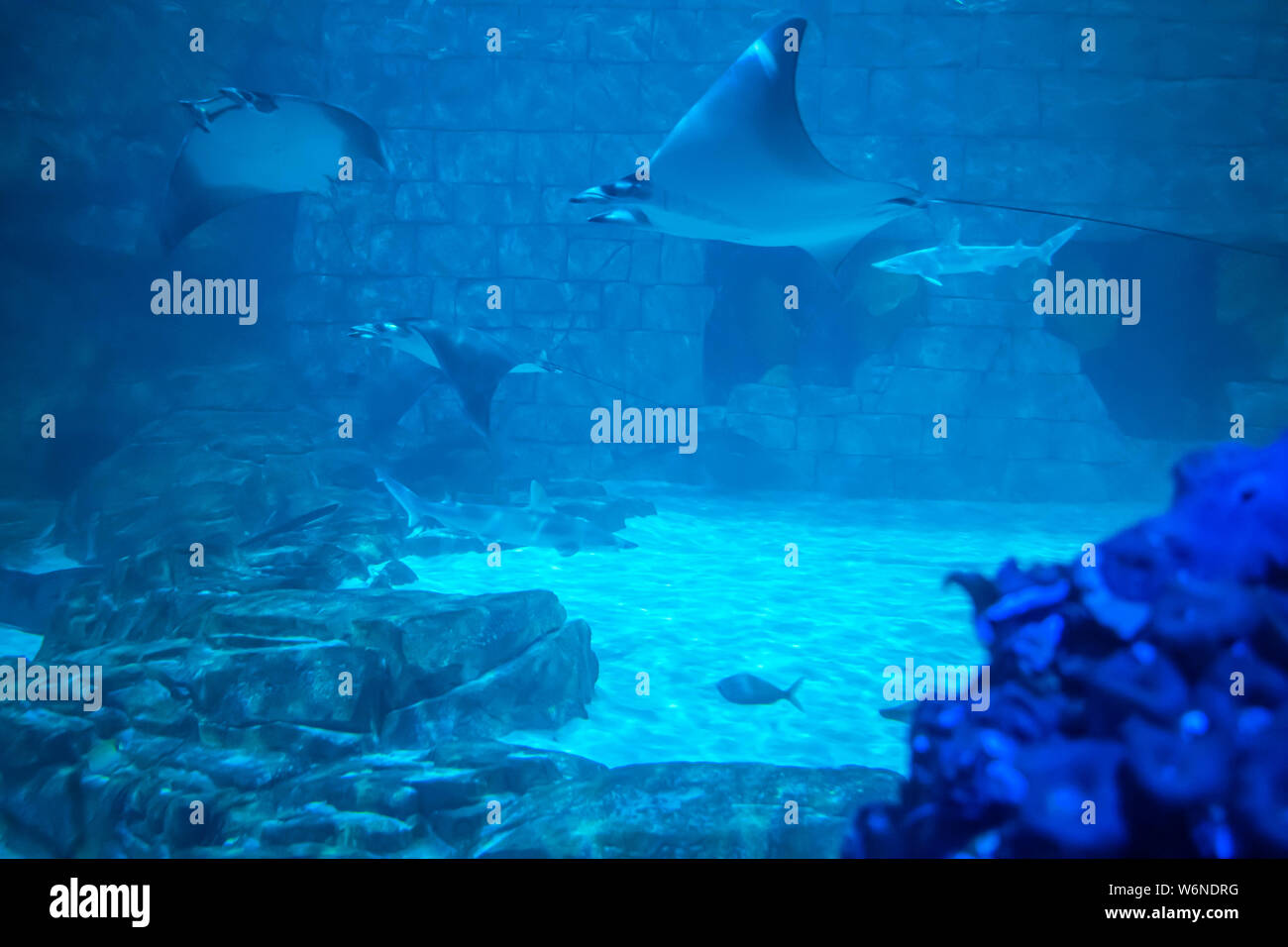 Orlando, Florida. July 25, 2019. Manta ray in Aquarium at Seaworld ...