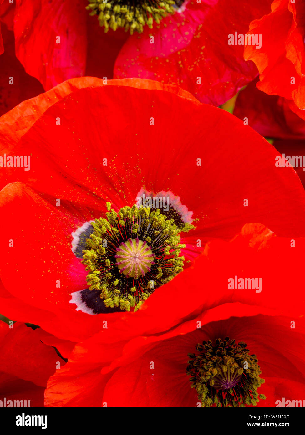 Red Opium poppy, Papaver somniferum, detail, separated, memory day ...