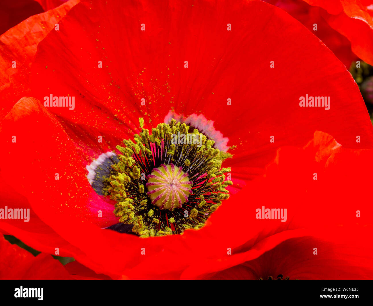 Red Opium poppy, Papaver somniferum, detail, separated, memory day ...
