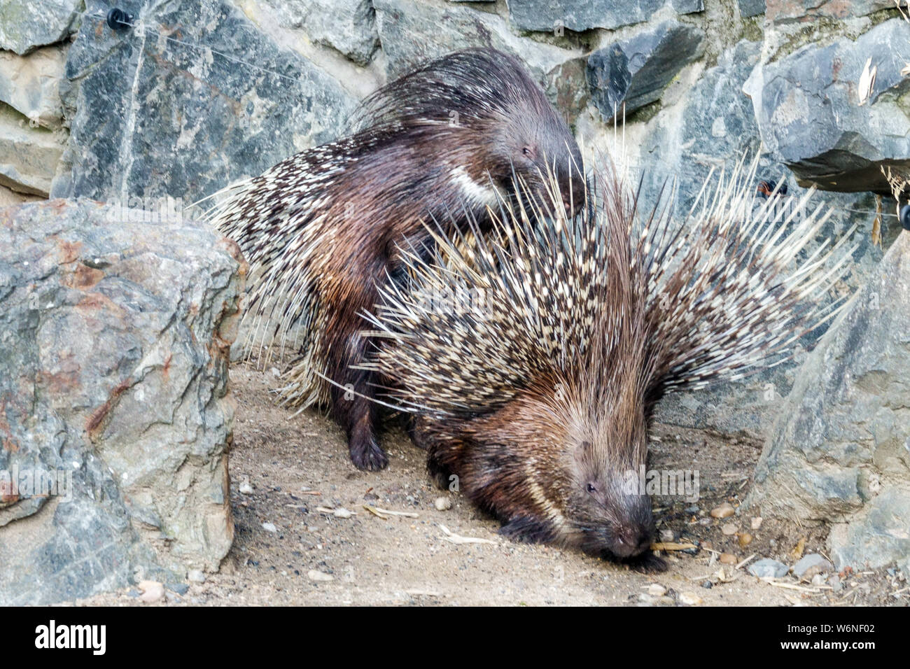 Indian crested porcupine, Hystrix indica, animals mating animals Stock ...