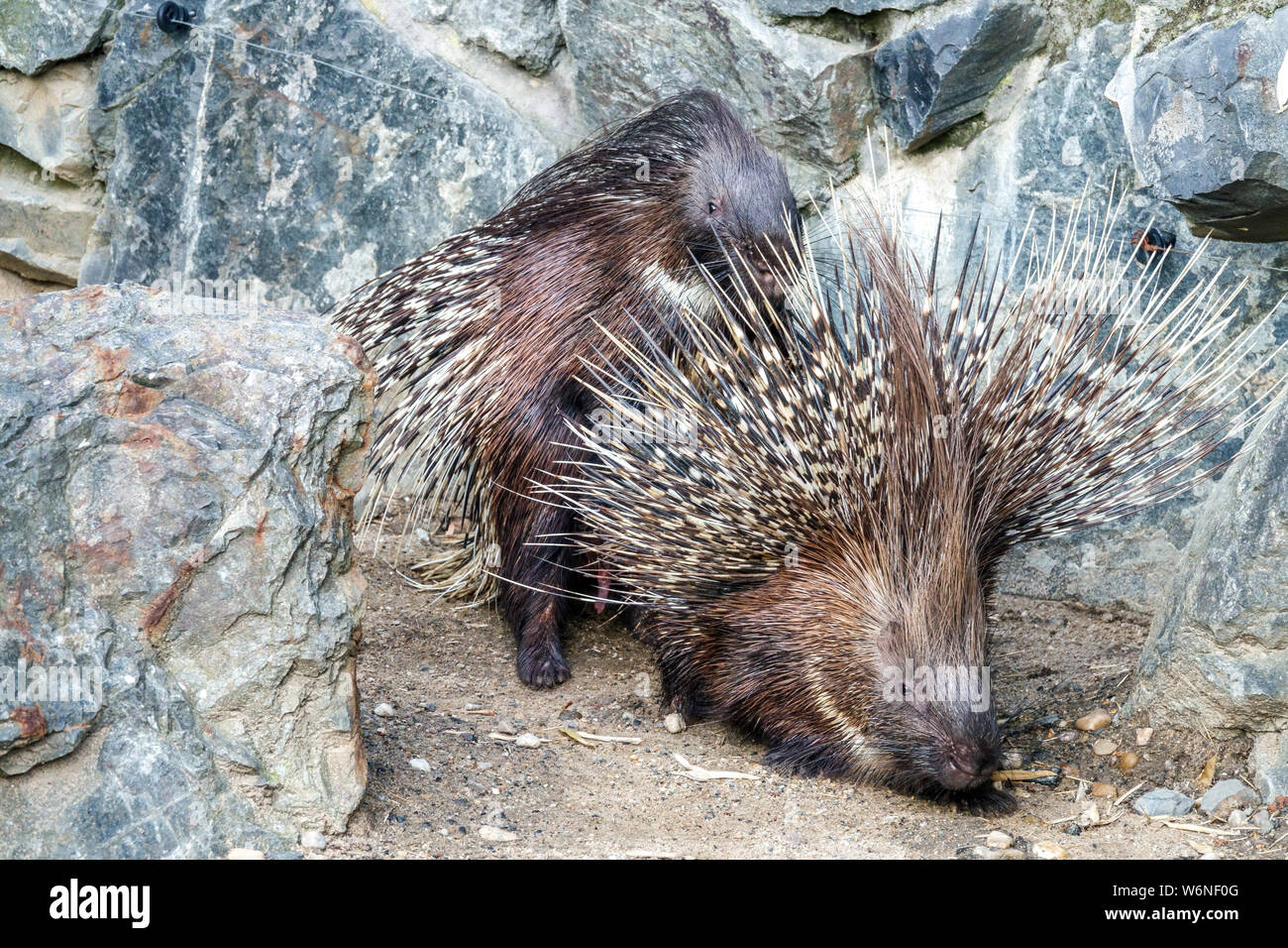 Indian crested porcupine, Hystrix indica animal dangerous mating, penis ...