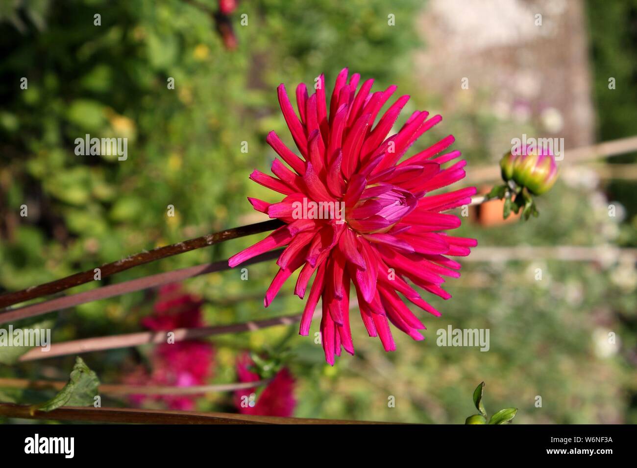Hot pink Dahlia flower and buds in garden Stock Photo - Alamy