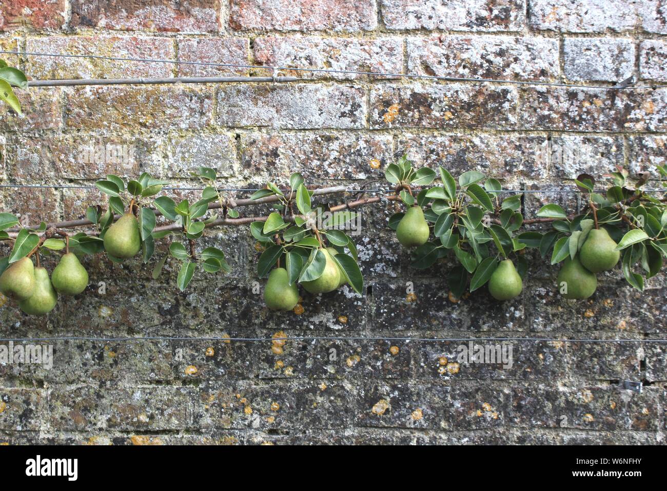 Fan trained espalier hi-res stock photography and images - Alamy