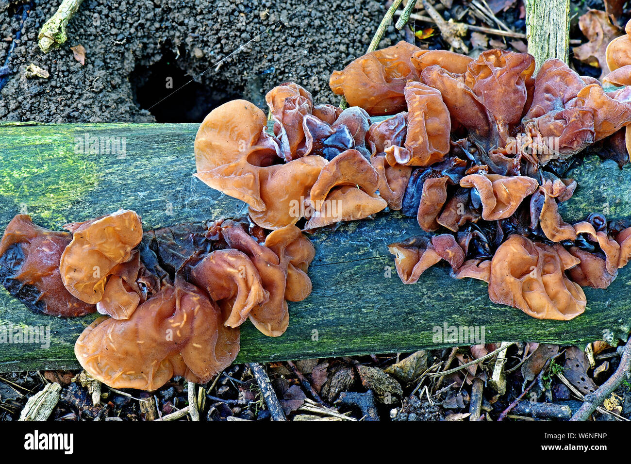 Auricularia auricula-judae, known as the Jew's ear, wood ear, jelly ear ...
