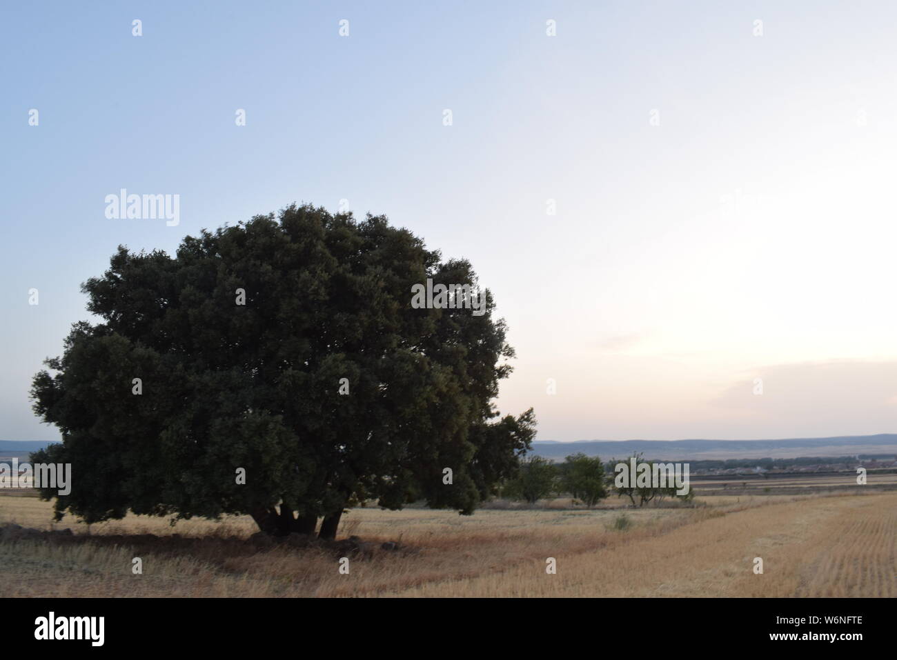 Centennial tree hi-res stock photography and images - Alamy