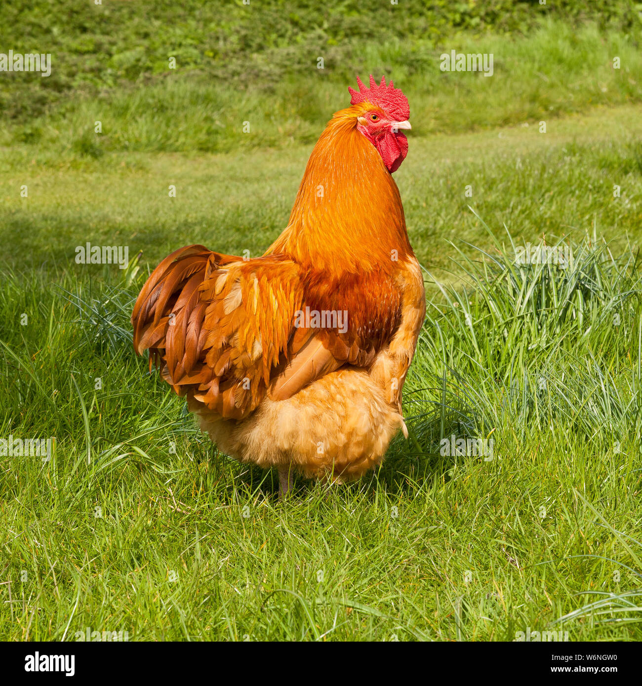 Buff orpington hi-res stock photography and images - Alamy