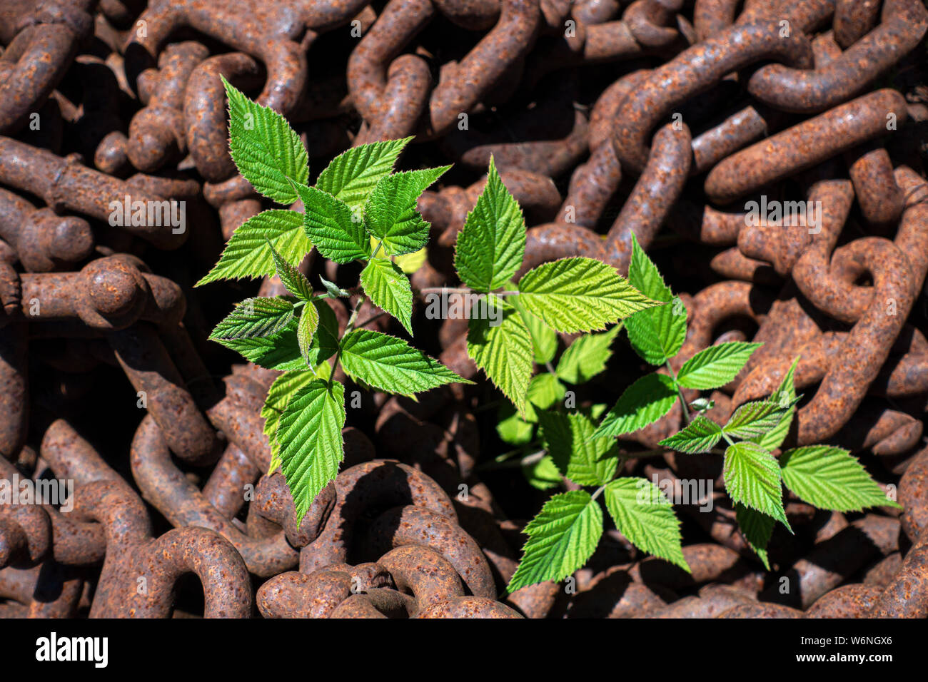 Young plant grows out of a rusty chain Stock Photo - Alamy