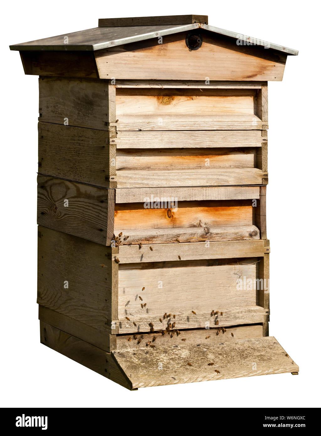 Industrious insect Cut Out Stock Images & Pictures - Alamy