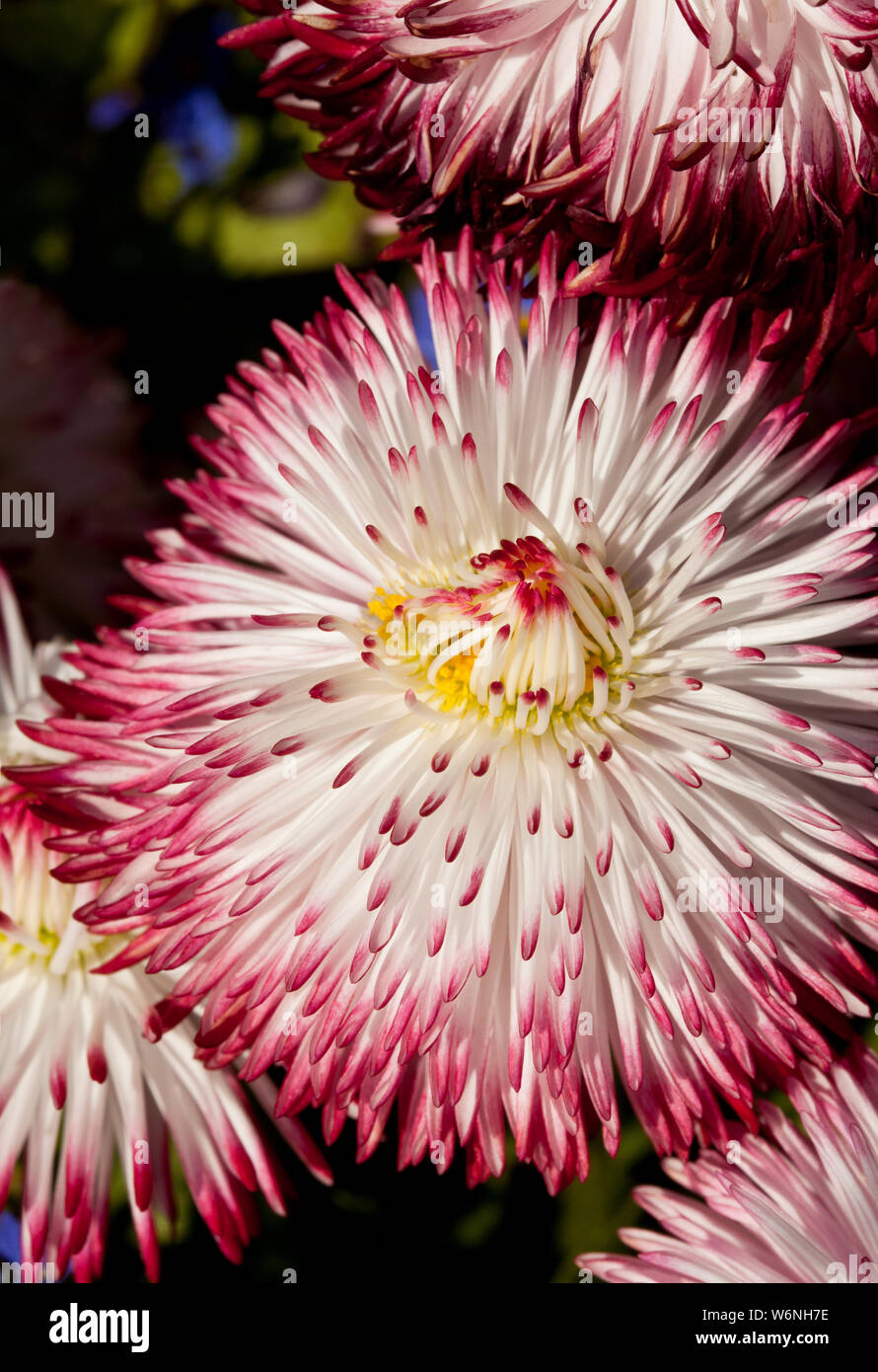 Red spiky flower hi-res stock photography and images - Alamy