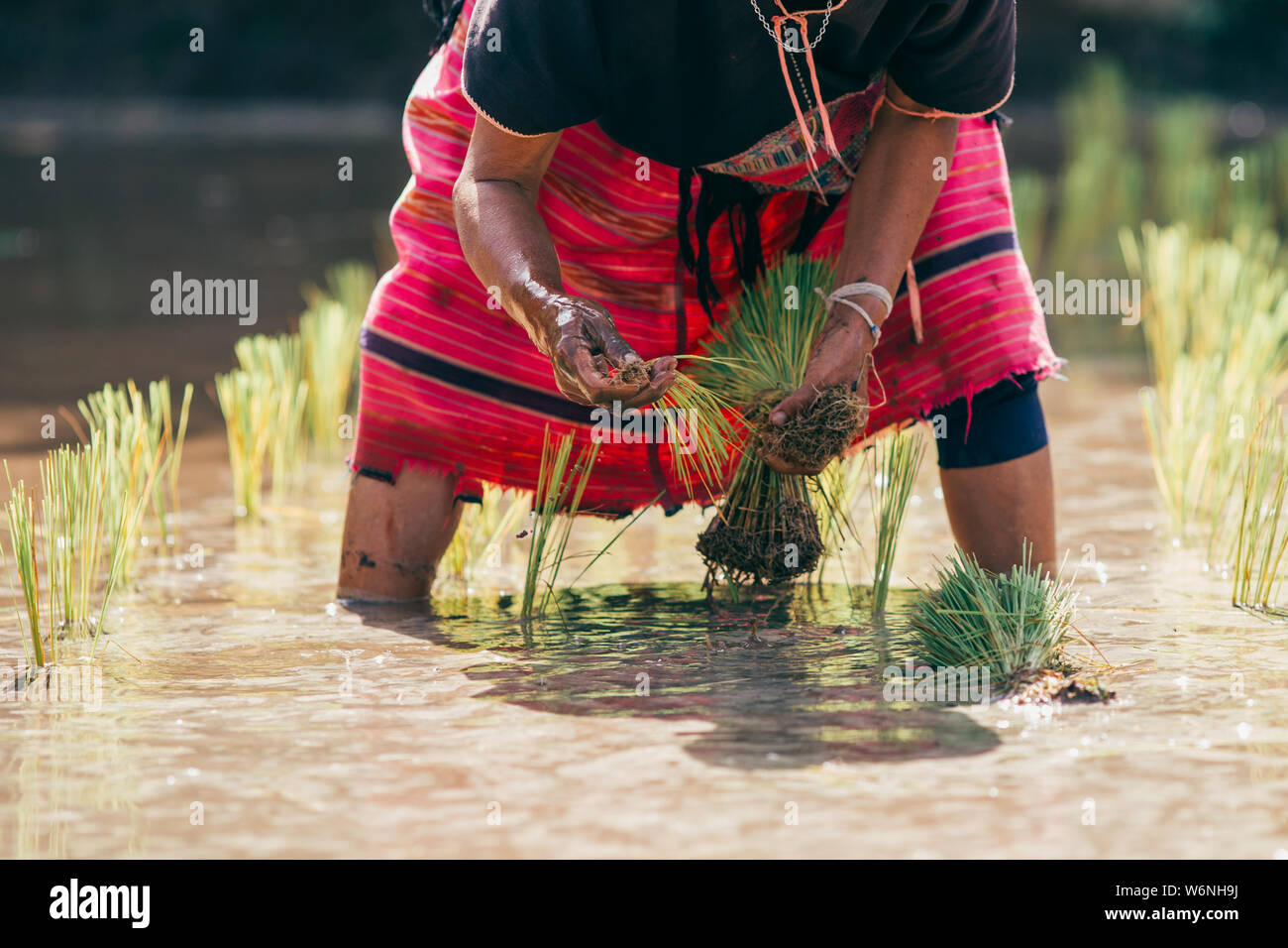 Woman planting rice at rice fields in Thailand Stock Photo - Alamy