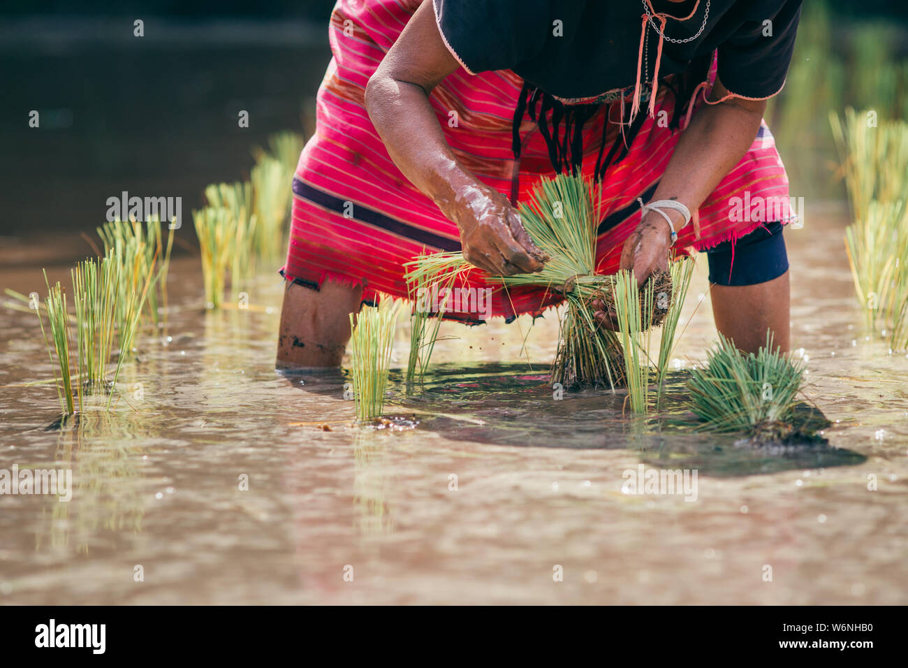Woman planting rice at rice fields in Thailand Stock Photo - Alamy
