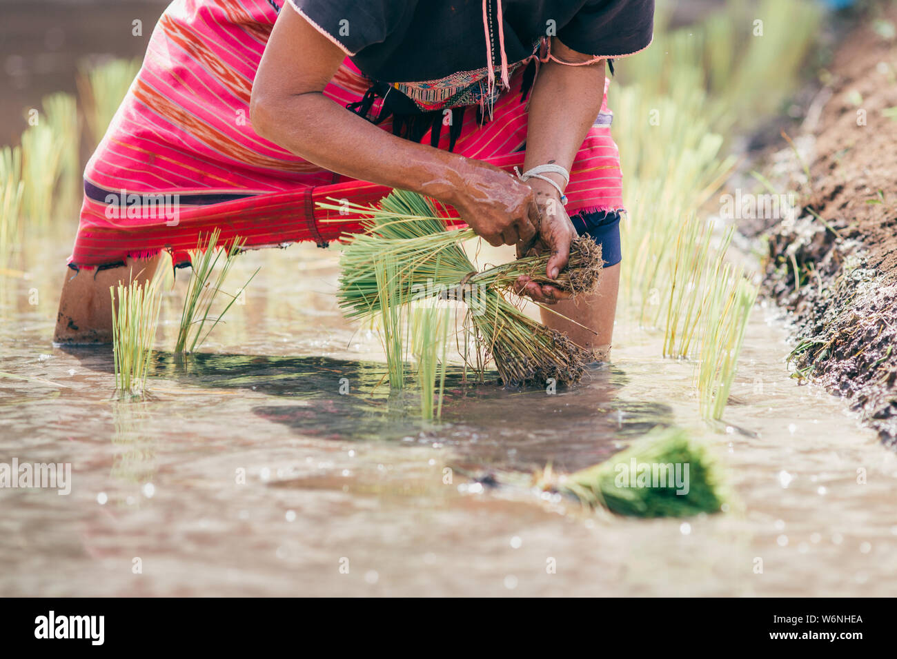 Woman planting rice at rice fields in Thailand Stock Photo - Alamy