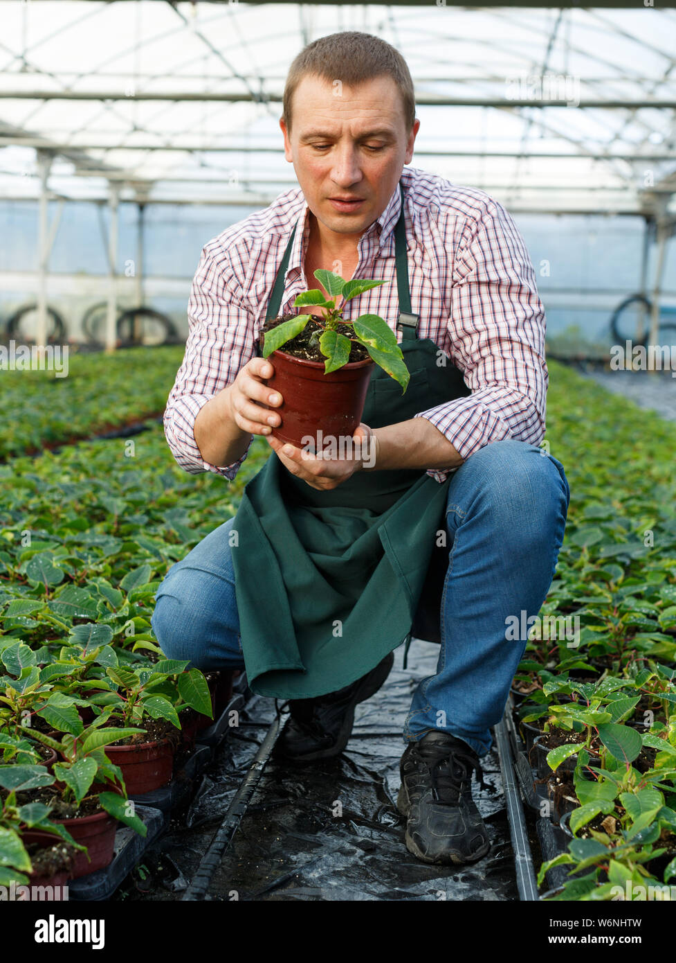 Man horticulturist arranging euphorbia pulcherrima herbs in sunny ...