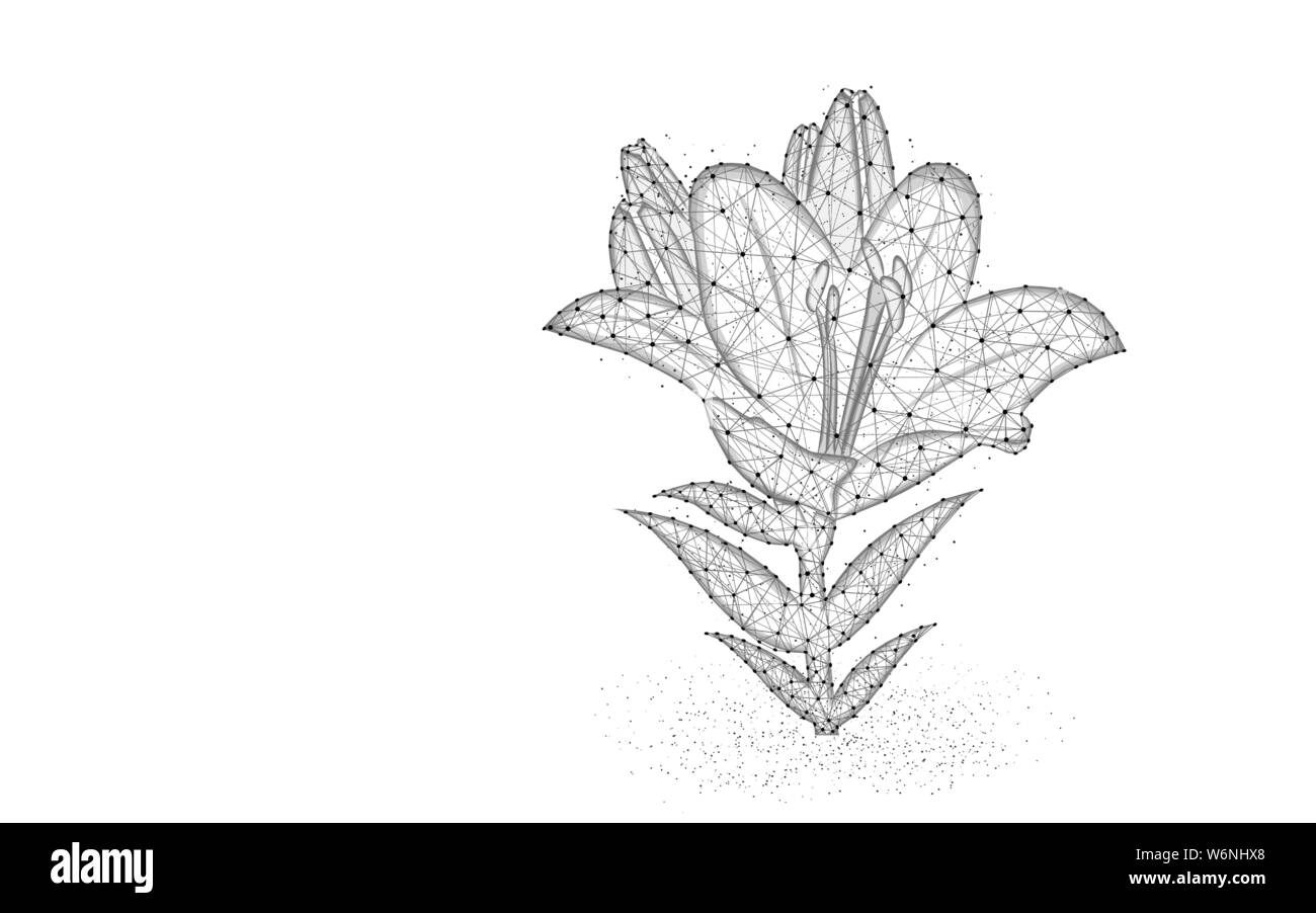 Lily flower low poly design, garden bulbous plant abstract geometric ...