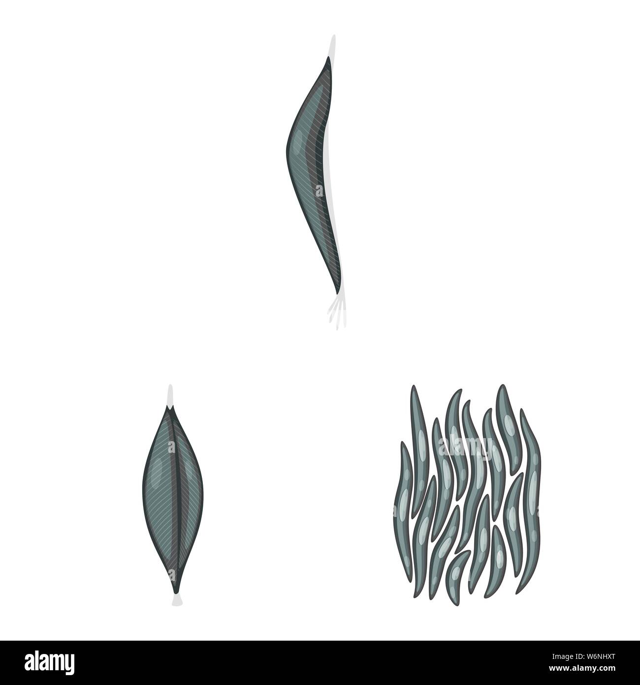 Isolated object of human and body symbol. Set of human and cells stock ...