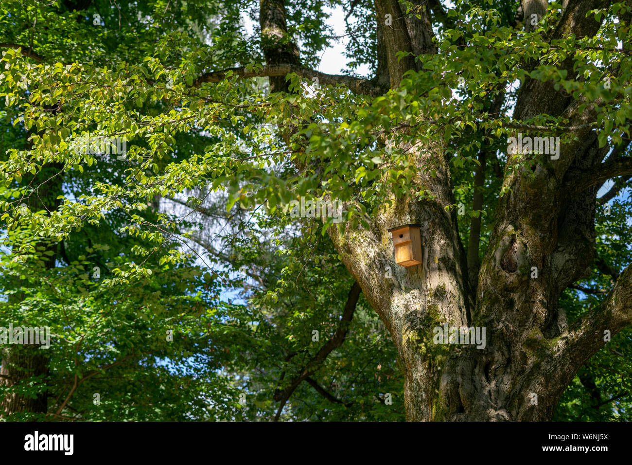 Birds house on a huge tree in a park Stock Photo - Alamy