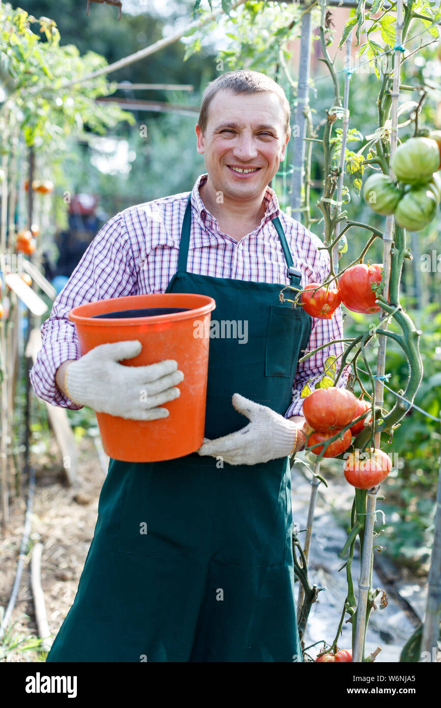 Portrait of adult worker harvesting fresh tomatoes on organic ...