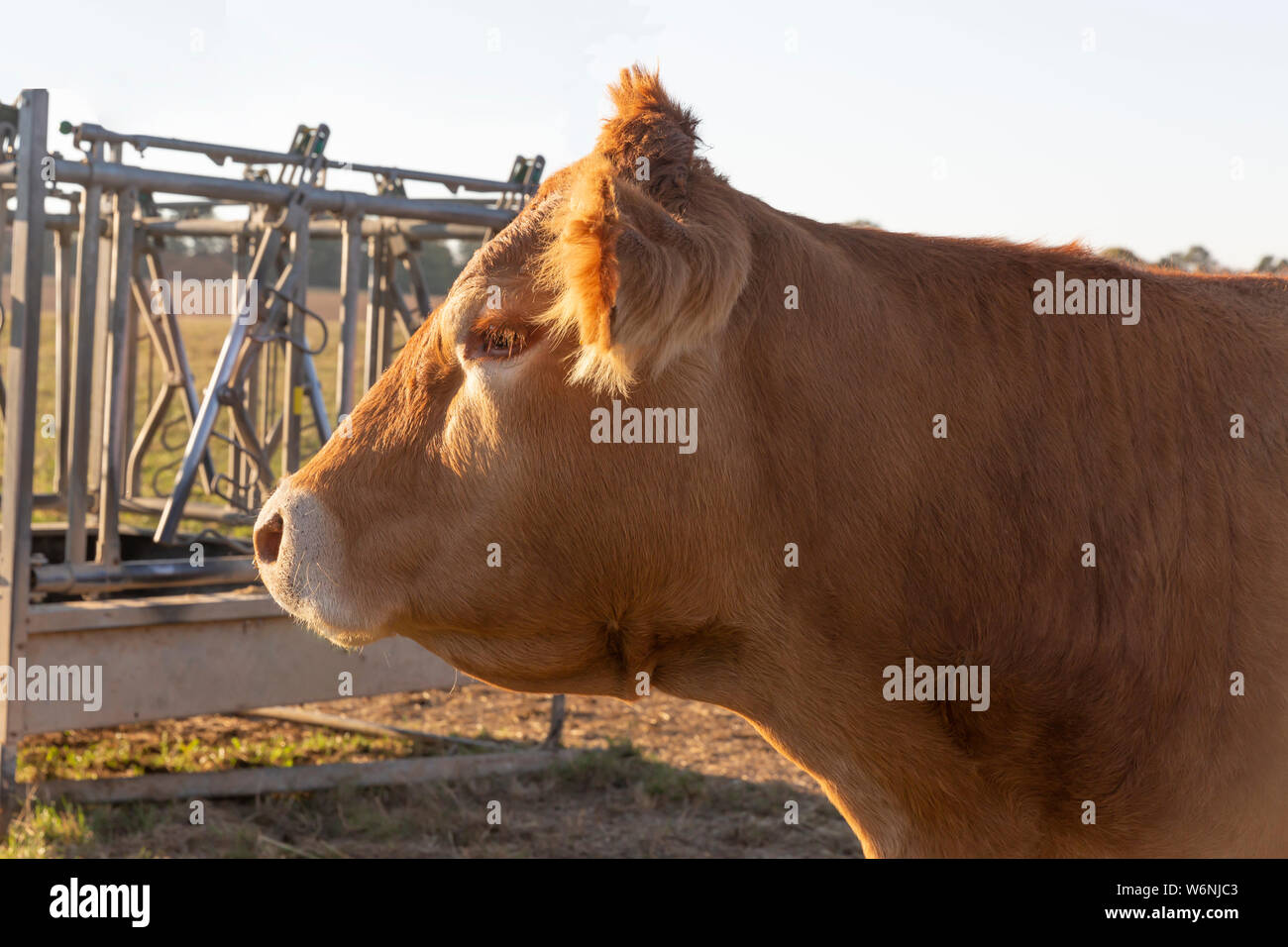 Head from a Cow in a rural Landscape sideways Stock Photo - Alamy