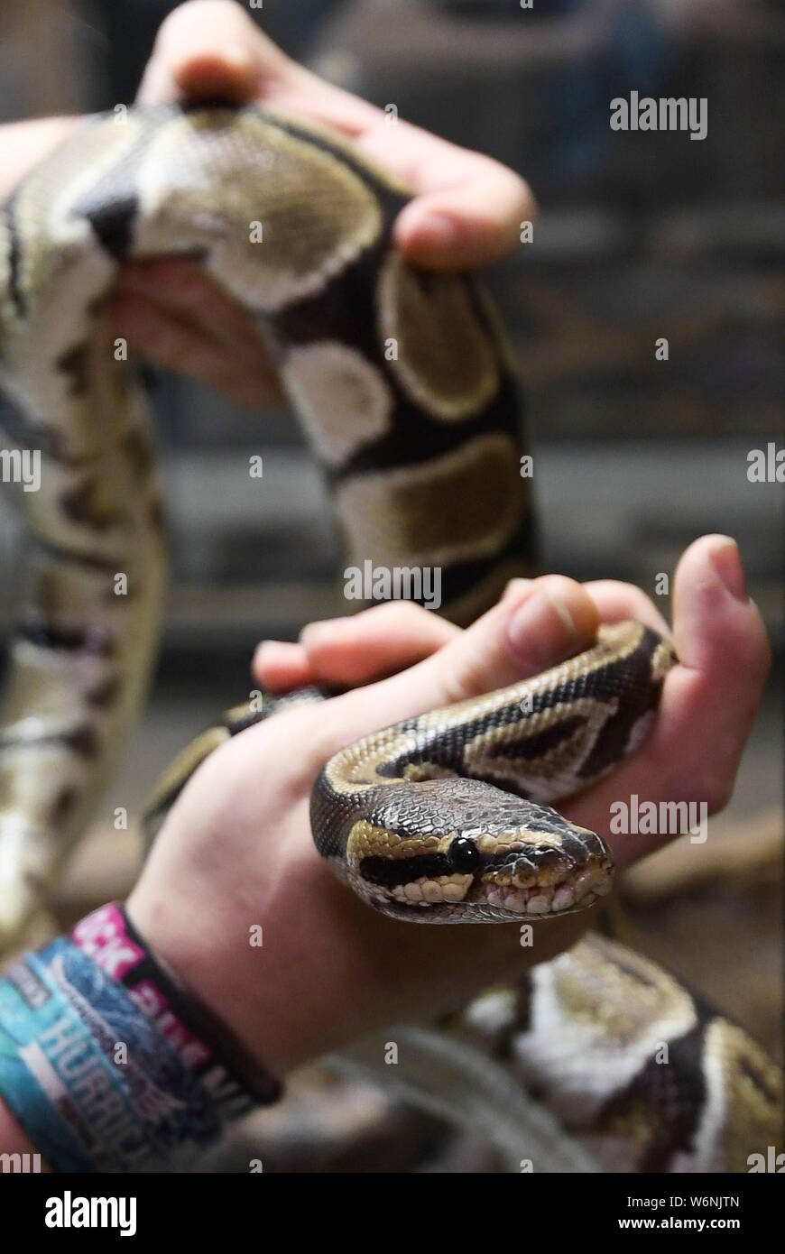 Bremerhaven, Germany. 02nd Aug, 2019. Animal keeper Lina looks at a ...