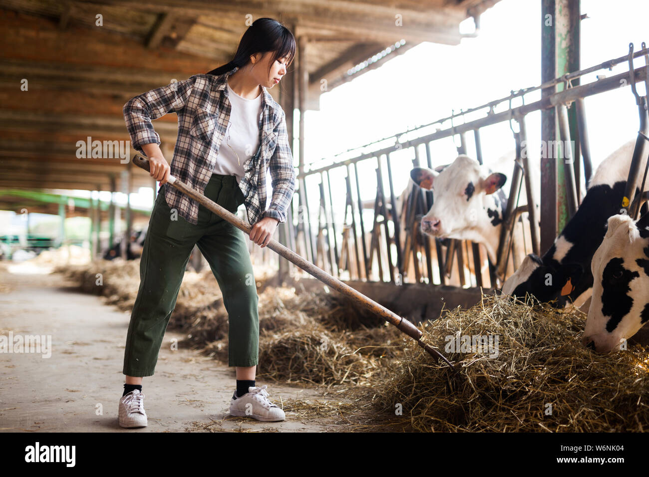 Female farmer who is feeding beasts at the cow farm Stock Photo - Alamy