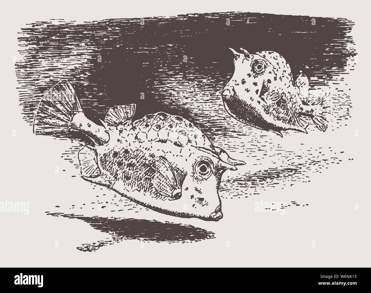 Pair of scrawled cowfishes (acanthostracion quadricornis) near the ...