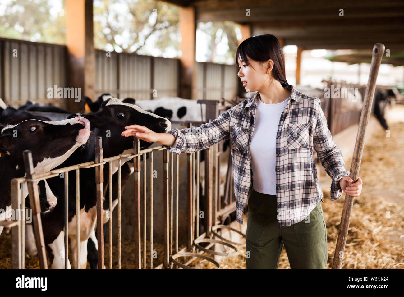 Female farmer who is feeding beasts at the cow farm Stock Photo - Alamy