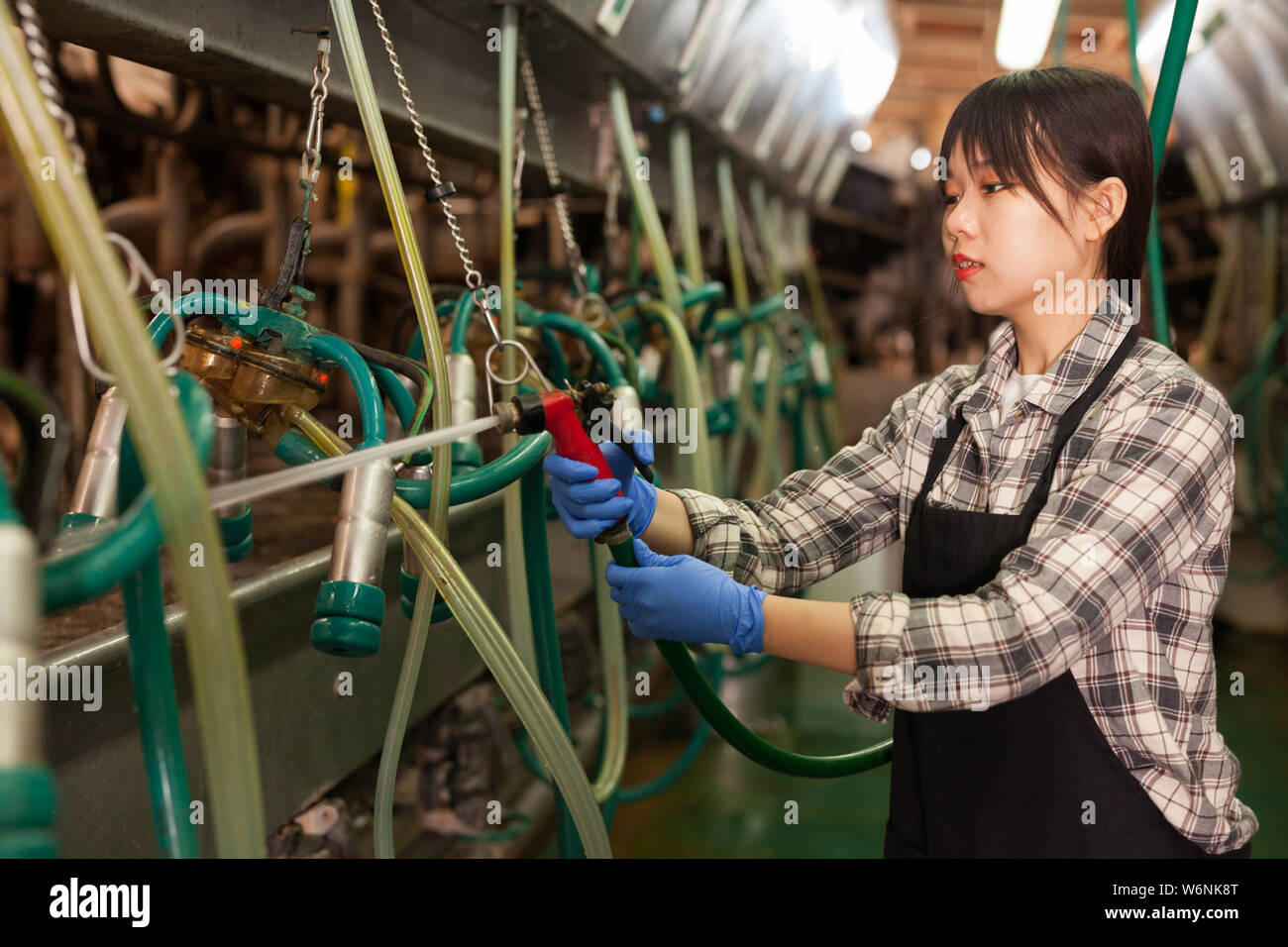 Automated milker hi-res stock photography and images - Alamy