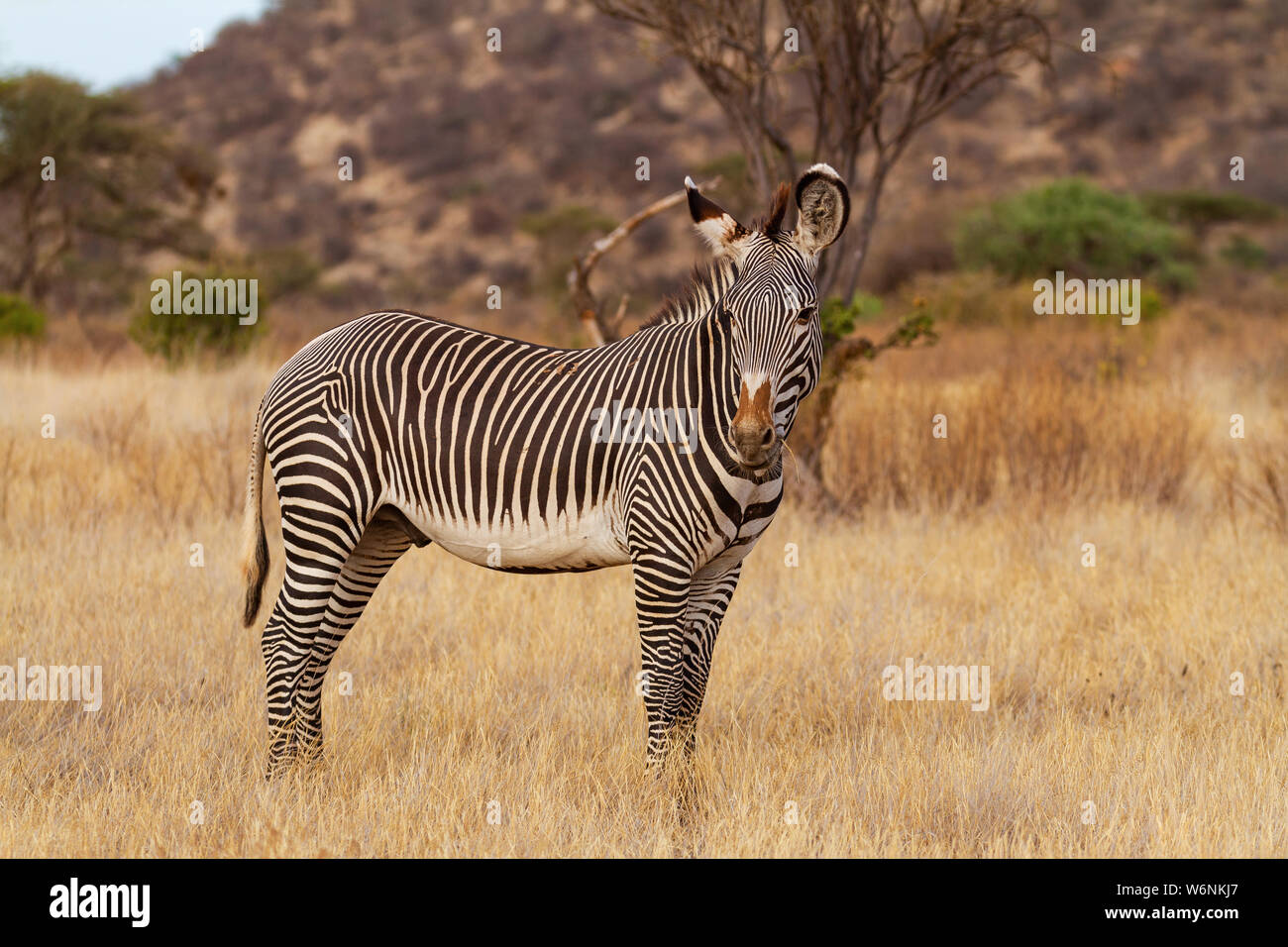 Grevy's zebra Grevy's Equus grevyi with black and white stripes ...