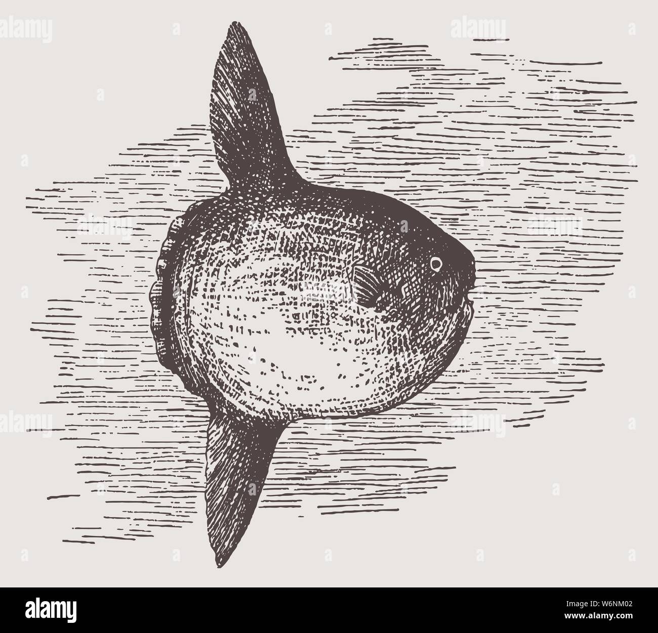 Threatened ocean sunfish or common mola in side view. Illustration ...