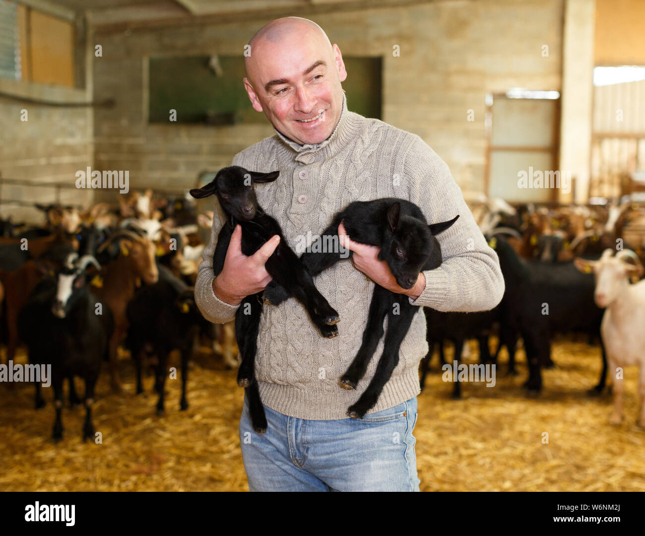 Positive farmer with goatlings on his hands Stock Photo - Alamy